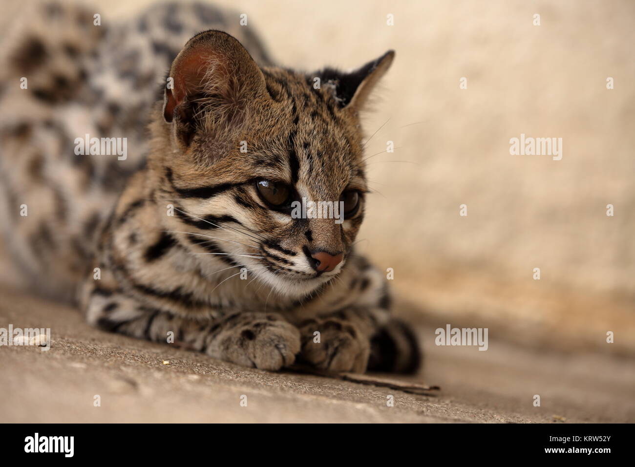 tiger cat or ocelot cat from brazil Stock Photo - Alamy