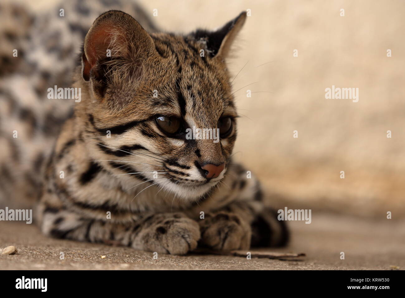 tiger cat or ocelot cat from brazil Stock Photo - Alamy