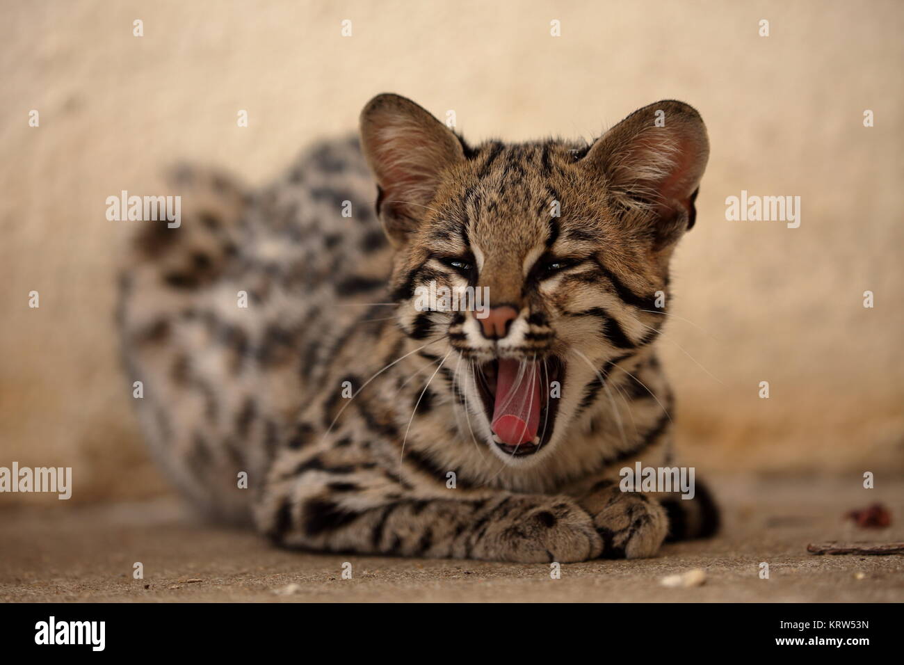 tiger cat or ocelot cat from brazil Stock Photo - Alamy