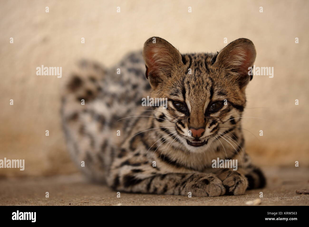 tiger cat or ocelot cat from brazil Stock Photo - Alamy
