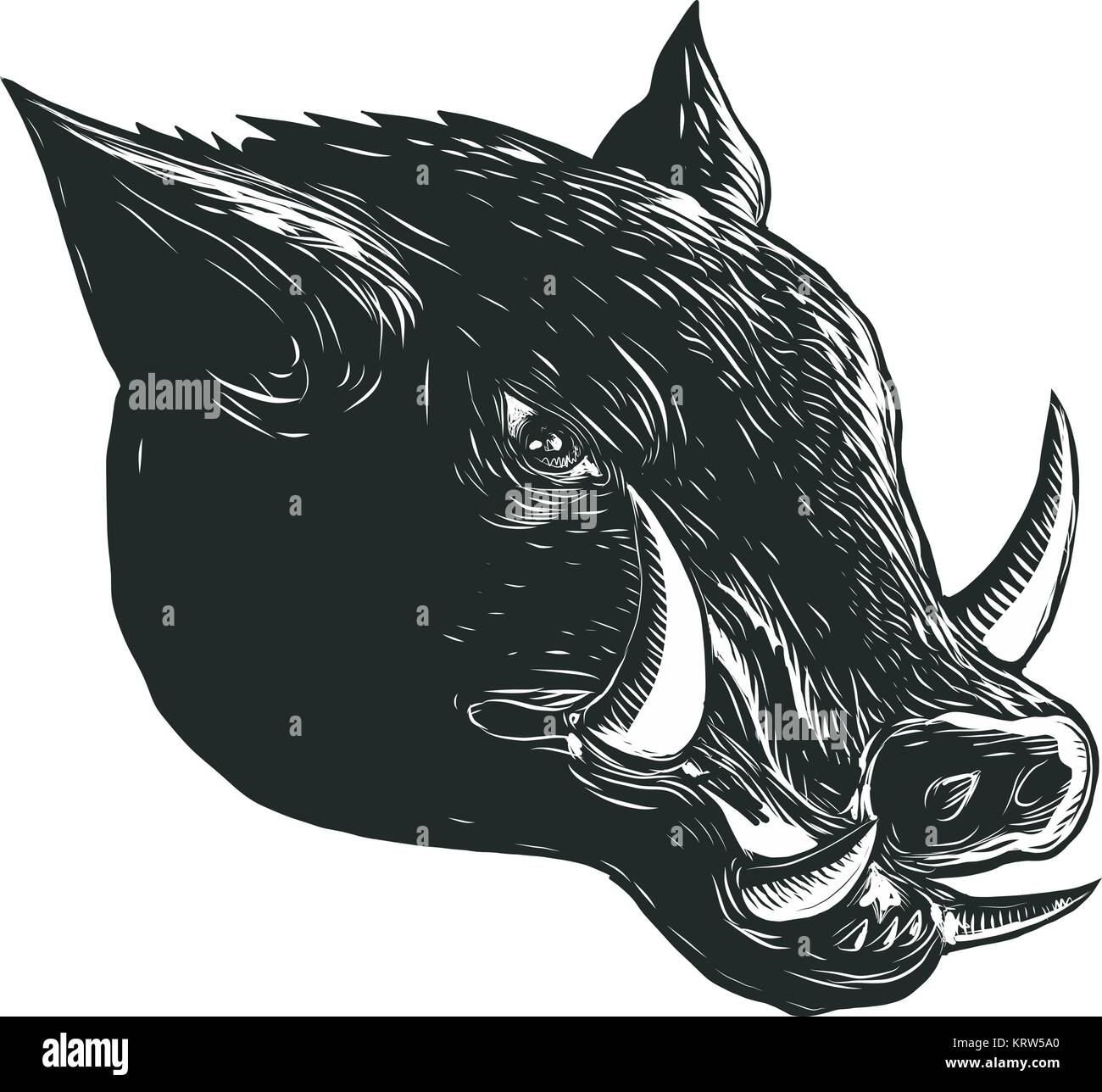 Scratchboard style illustration of a Razorback ,Wild Boar, hog or pig ...
