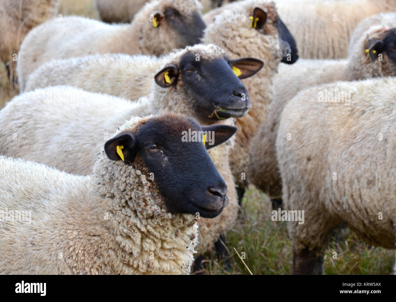 flock of sheep Stock Photo - Alamy