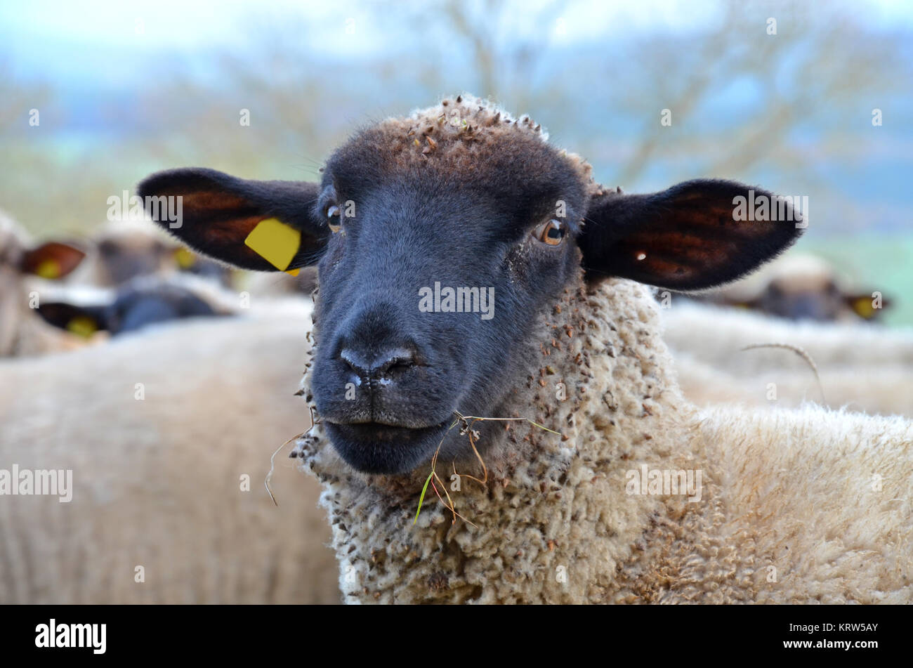 flock of sheep Stock Photo - Alamy