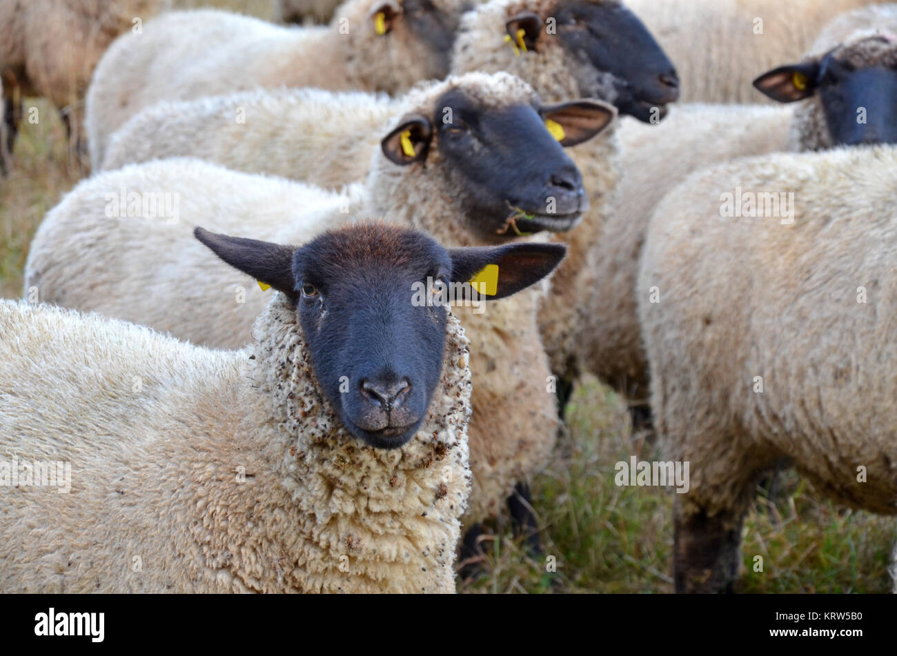 flock of sheep Stock Photo - Alamy