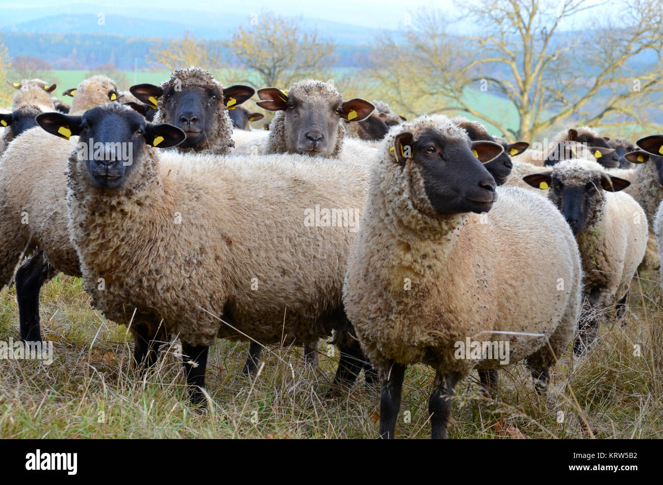 flock of sheep Stock Photo - Alamy