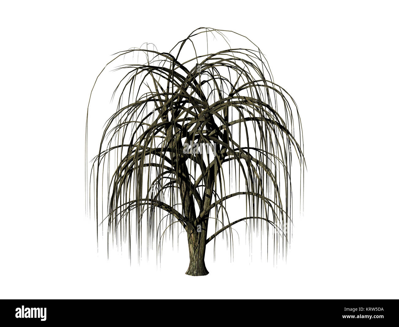 Willow tree branches on Cut Out Stock Images & Pictures - Alamy