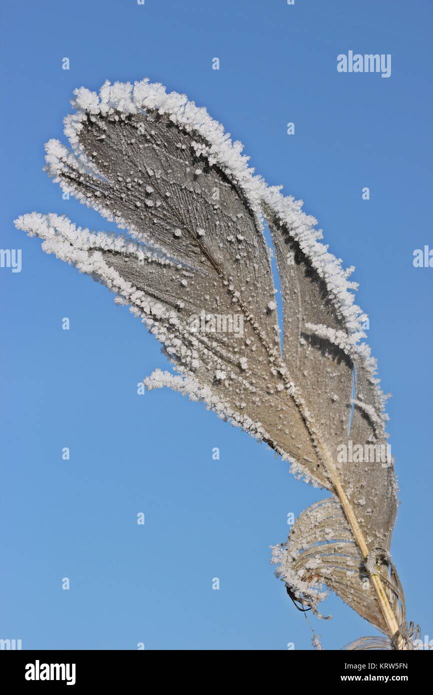 spring with hoarfrost Stock Photo - Alamy