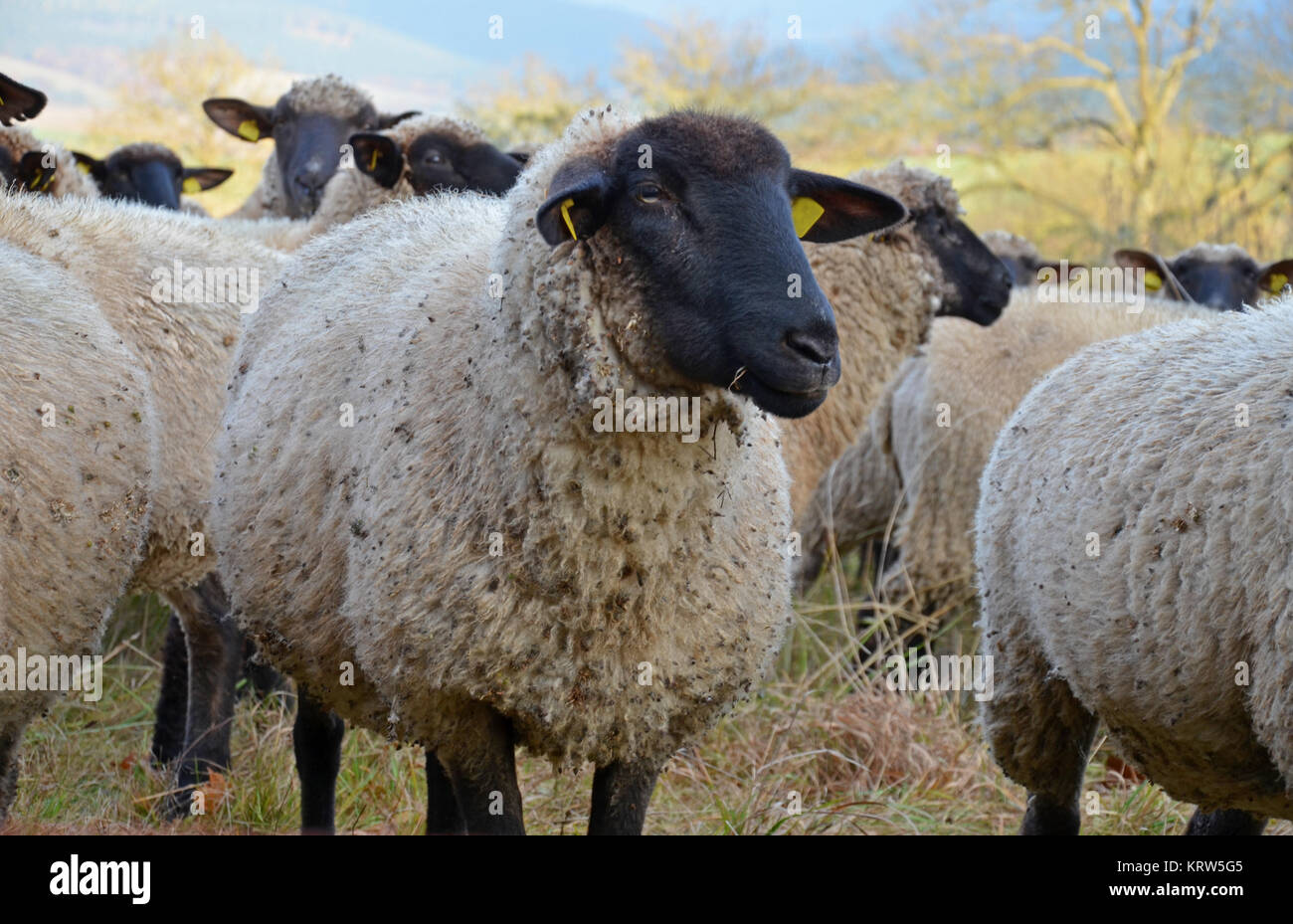 flock of sheep Stock Photo - Alamy