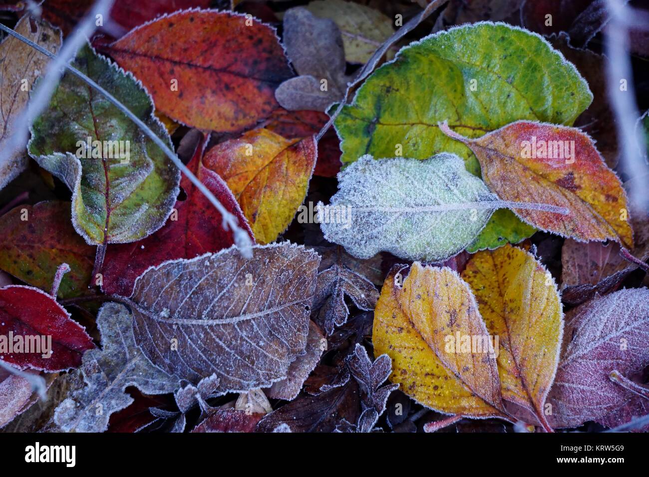 frosty color palette Stock Photo - Alamy