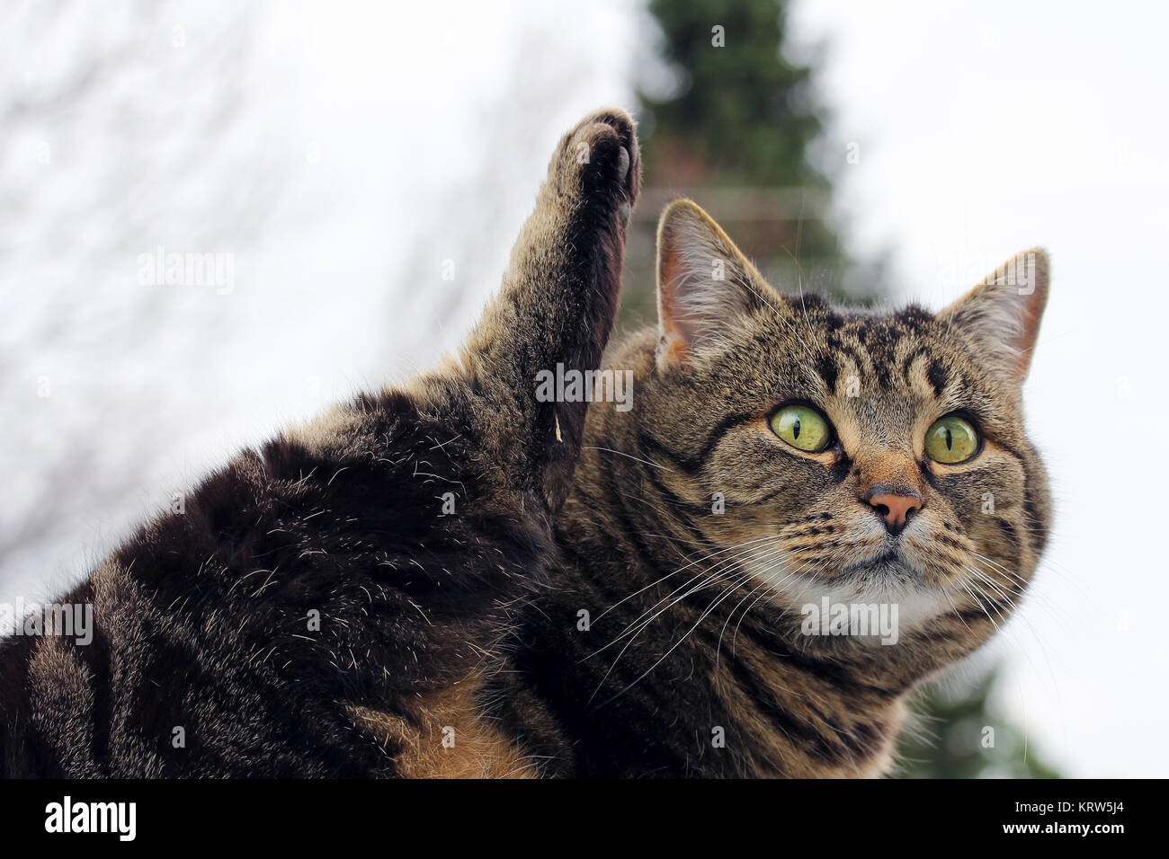 a small fat cat lifts her hind paw in the air. funny cat photo Stock ...