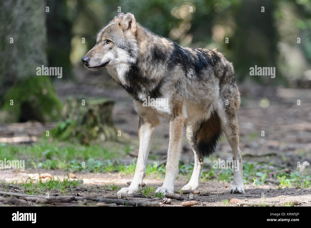 standing wolf in the forest Stock Photo - Alamy