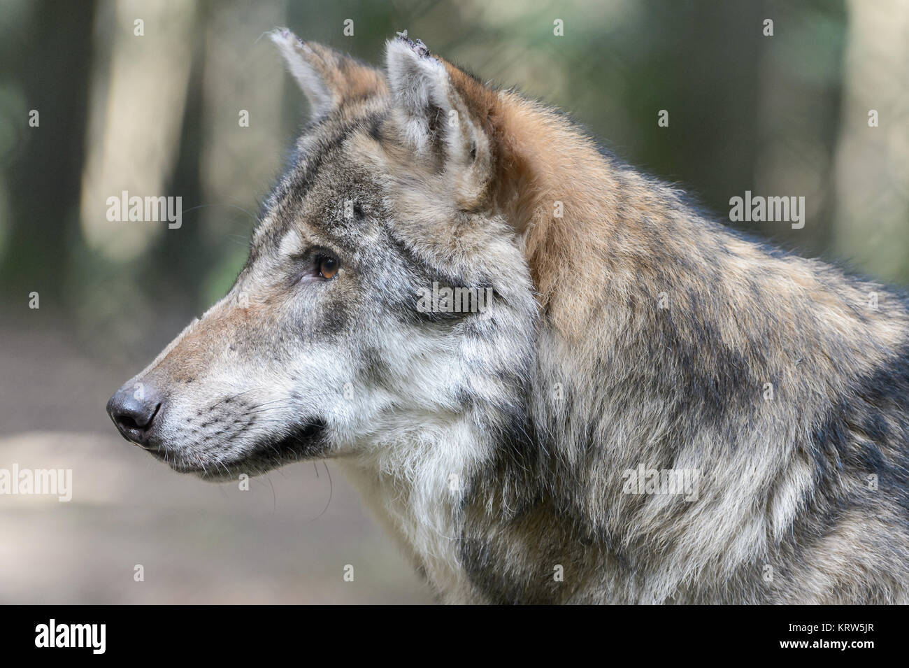 portrait of a wolf Stock Photo - Alamy