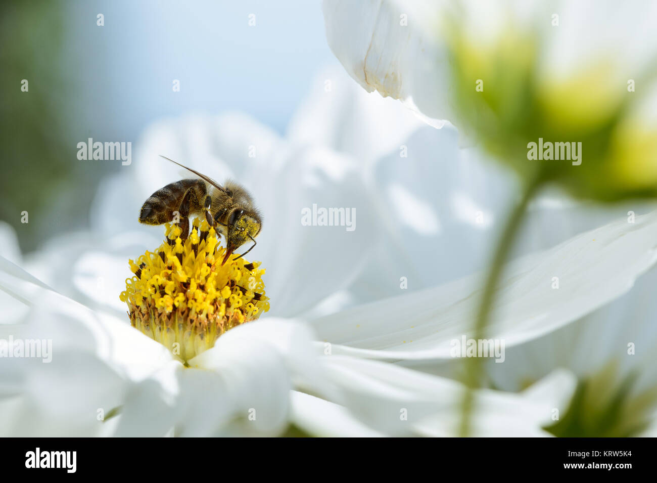 bee collects pollen Stock Photo - Alamy
