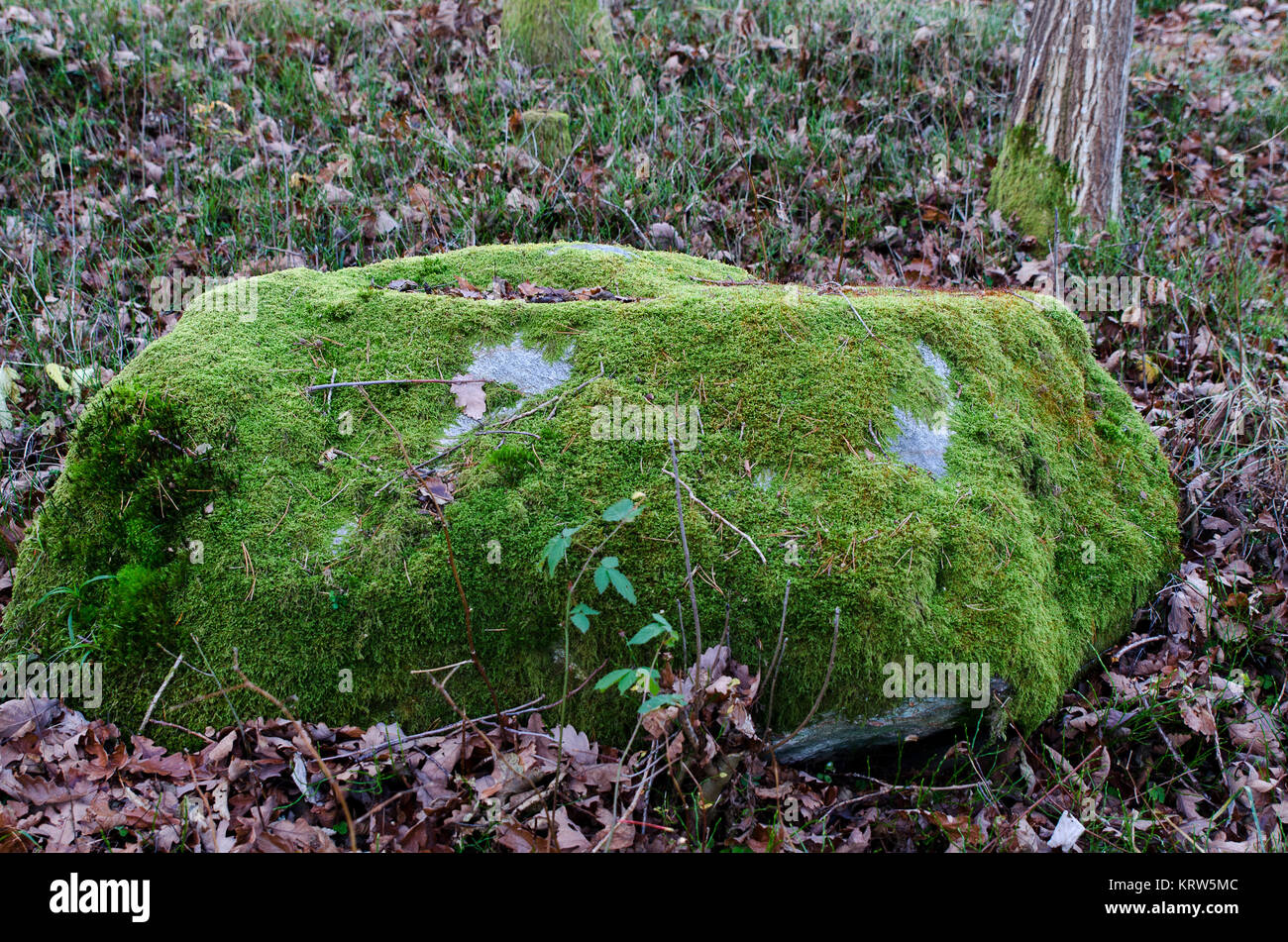 one big stone in the forrest full of moss Stock Photo - Alamy
