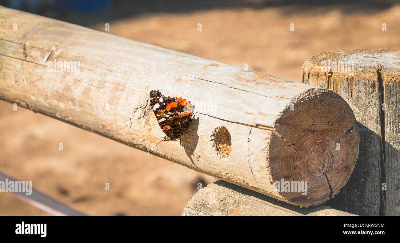 Butterfly posed on a log in the forest Stock Photo - Alamy