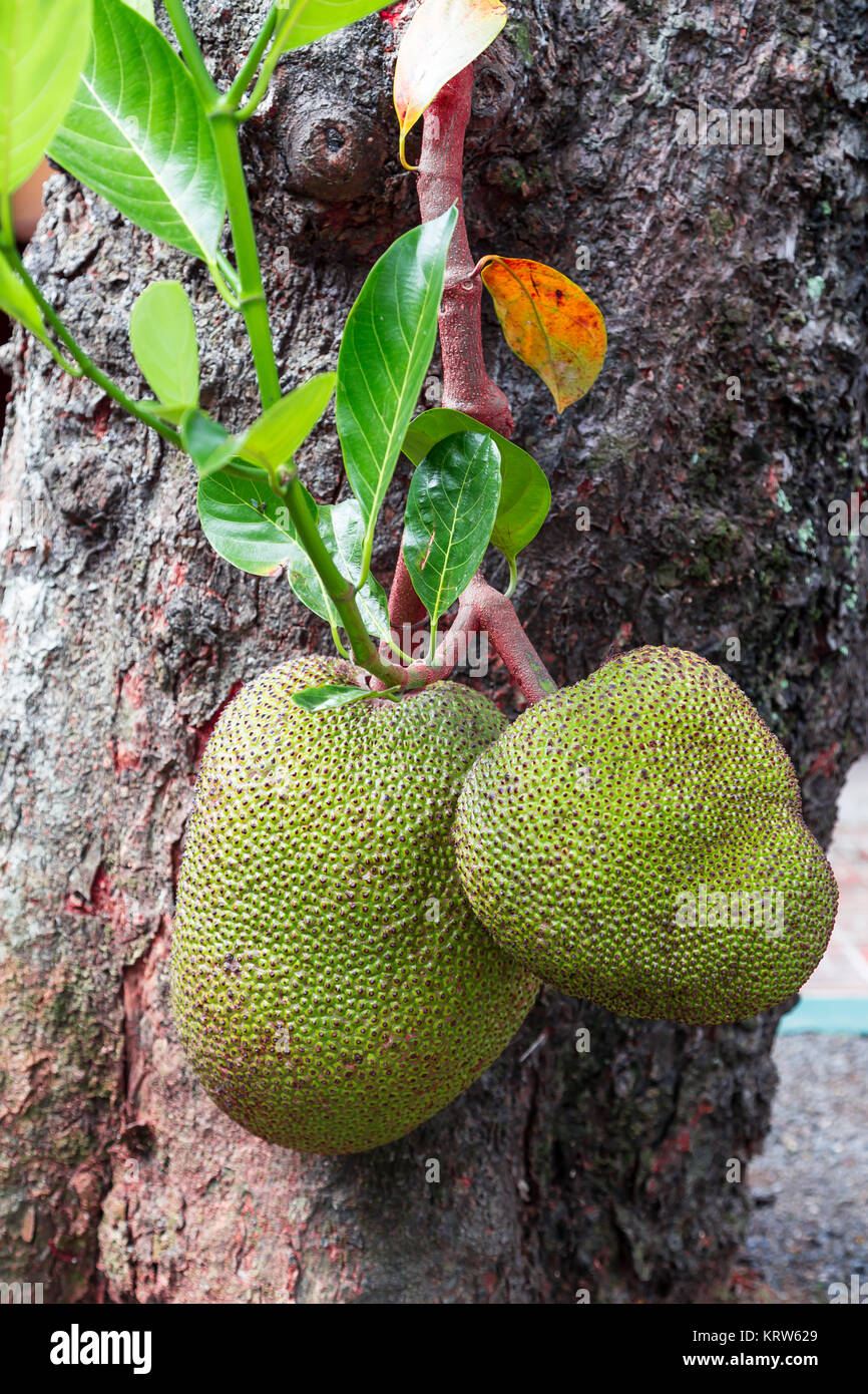 jackfruit on jackfruit Stock Photo - Alamy