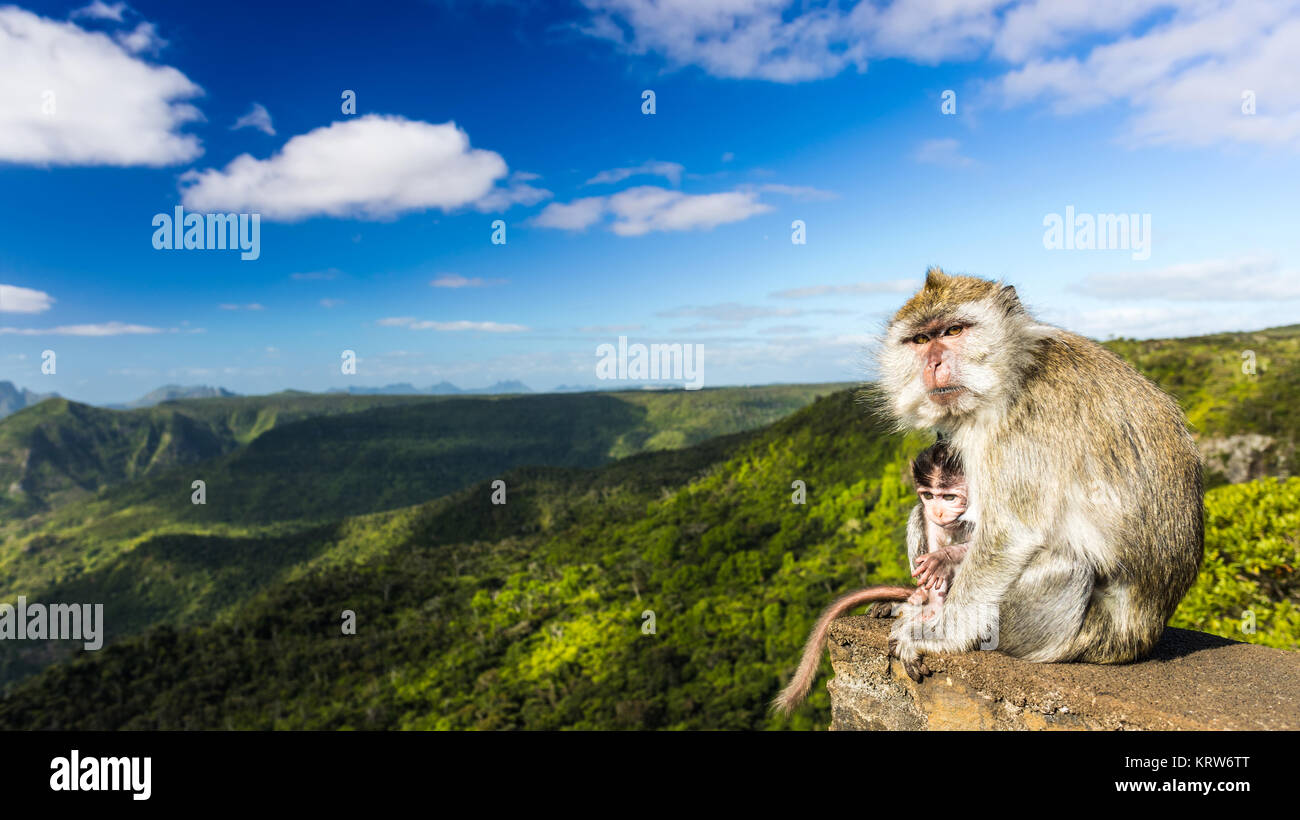 Monkeys at the Gorges viewpoint. Mauritius. Panorama Stock Photo - Alamy