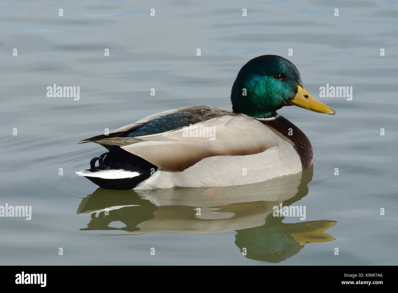 Mallard duck drake resting afloat in lake with humorous reflection ...