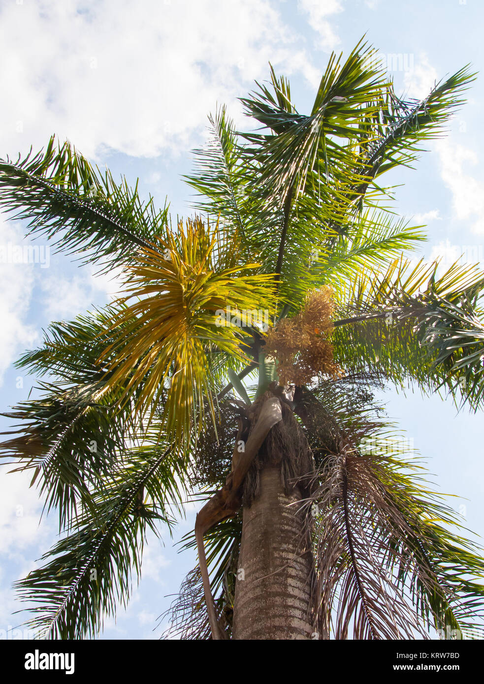 Guam beach palm tree hi-res stock photography and images - Alamy