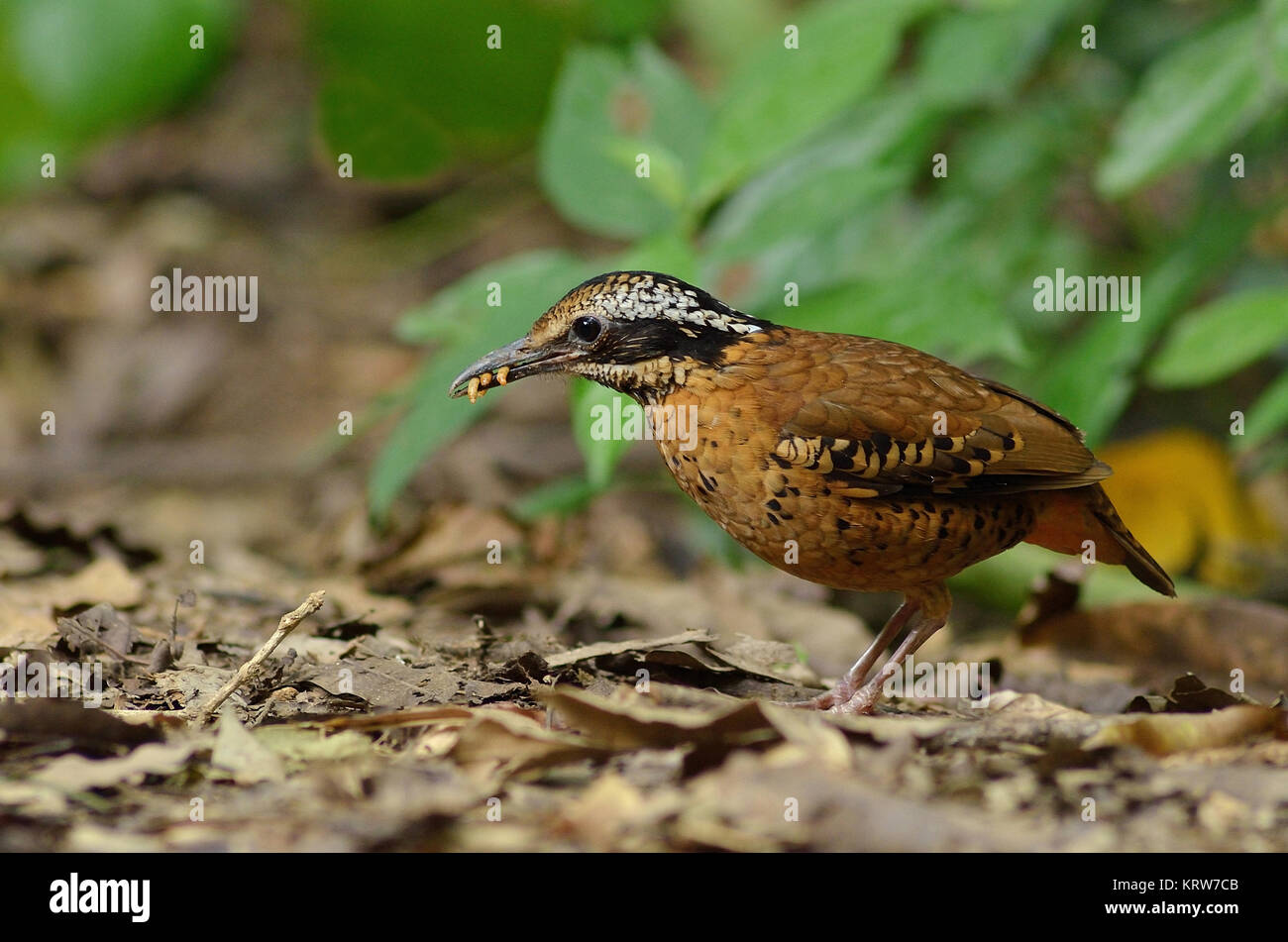 Beautiful brown bird female of Eared Pitta (Pitta phayrei) with worm in ...