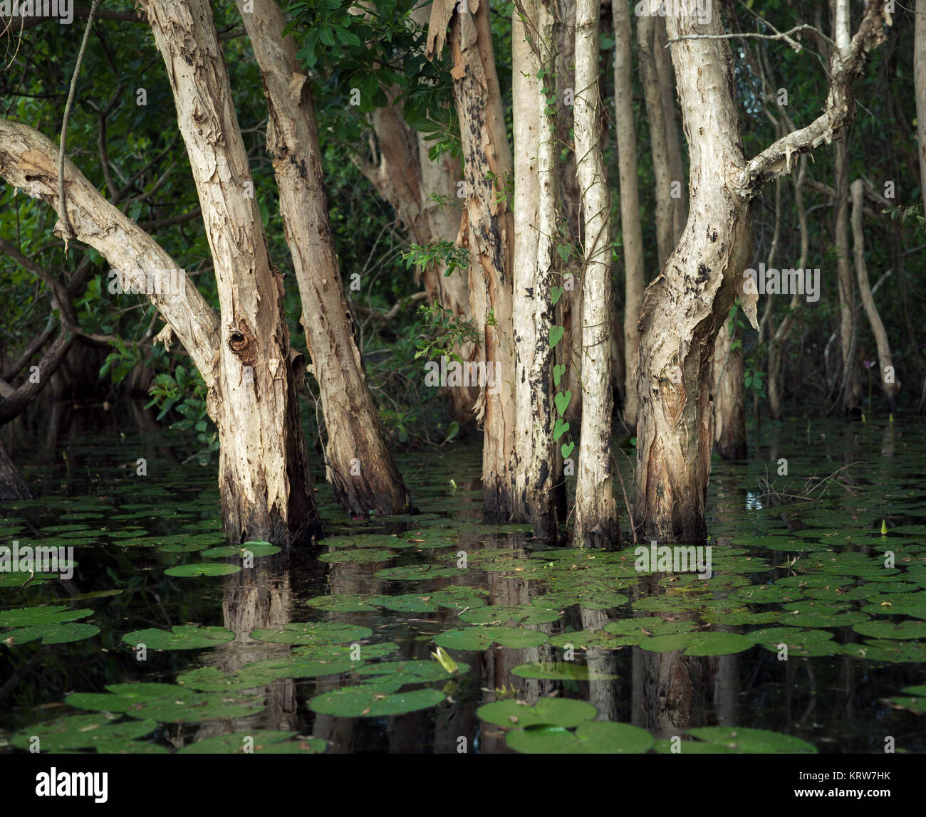 Fogg Dam, NT Stock Photo - Alamy