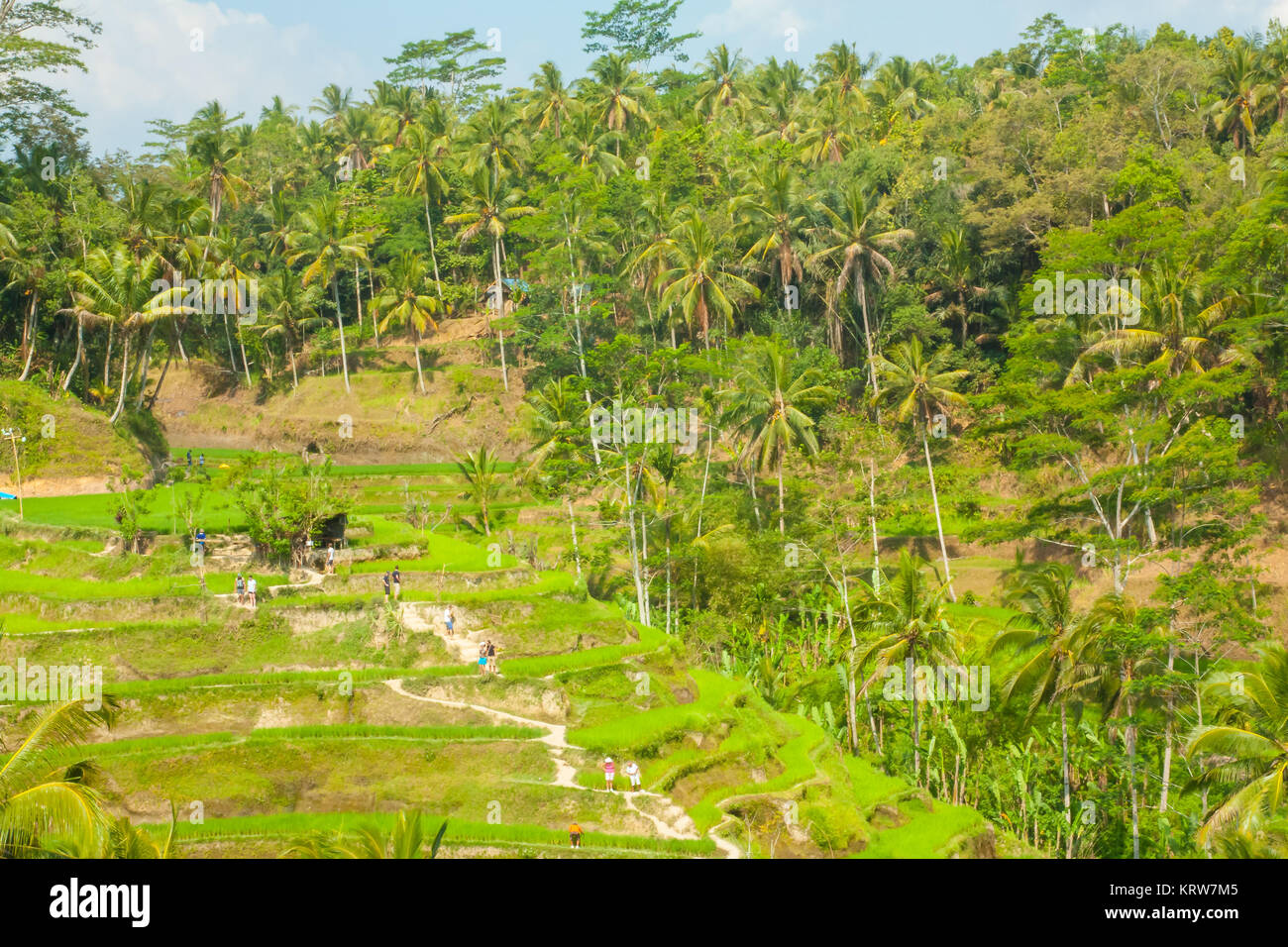 Beautiful rice terraces at Tegalalang, Ubud, Bali Stock Photo - Alamy