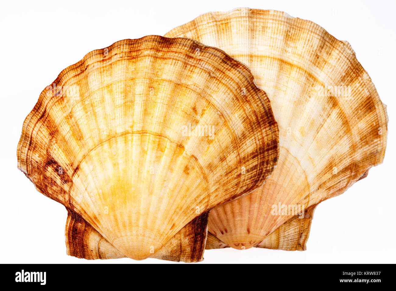 Two sea shells of mollusk isolated on white background Stock Photo - Alamy