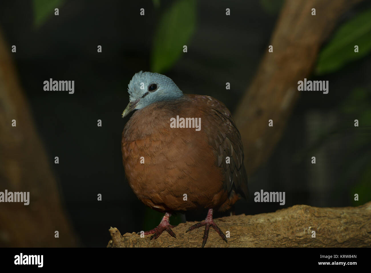 Pigeons on bush hi-res stock photography and images - Alamy