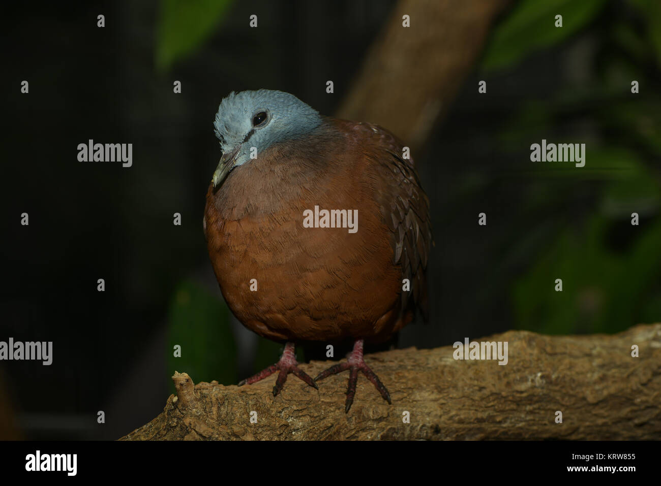 Pigeons on bush hi-res stock photography and images - Alamy