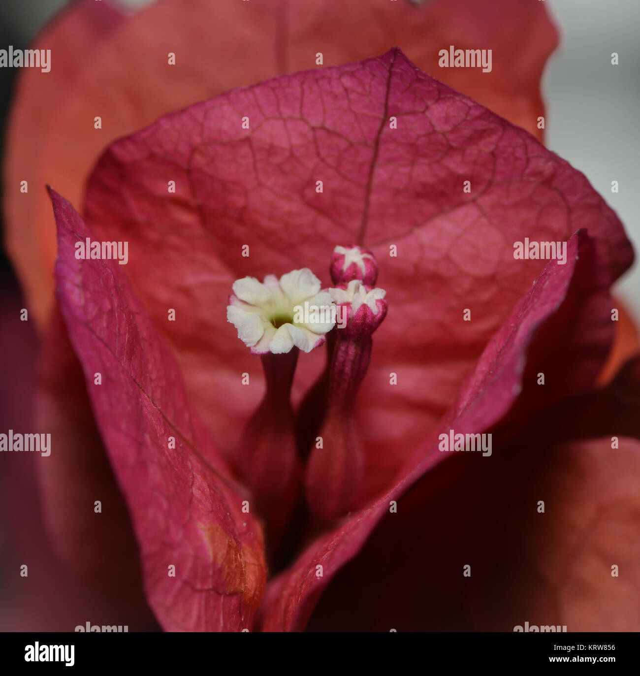 many-flowered miracle flower (mirabilis multiflora Stock Photo - Alamy