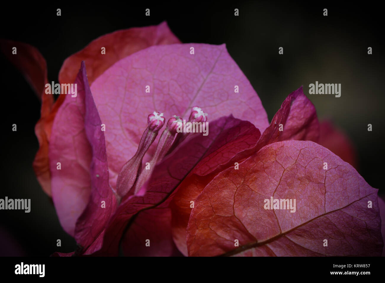 many-flowered miracle flower (mirabilis multiflora Stock Photo - Alamy