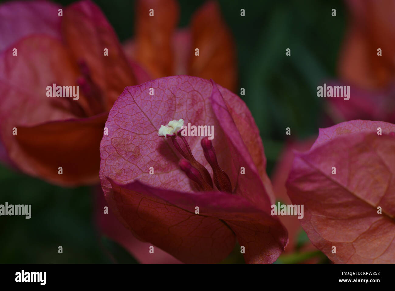 many-flowered miracle flower (mirabilis multiflora Stock Photo - Alamy