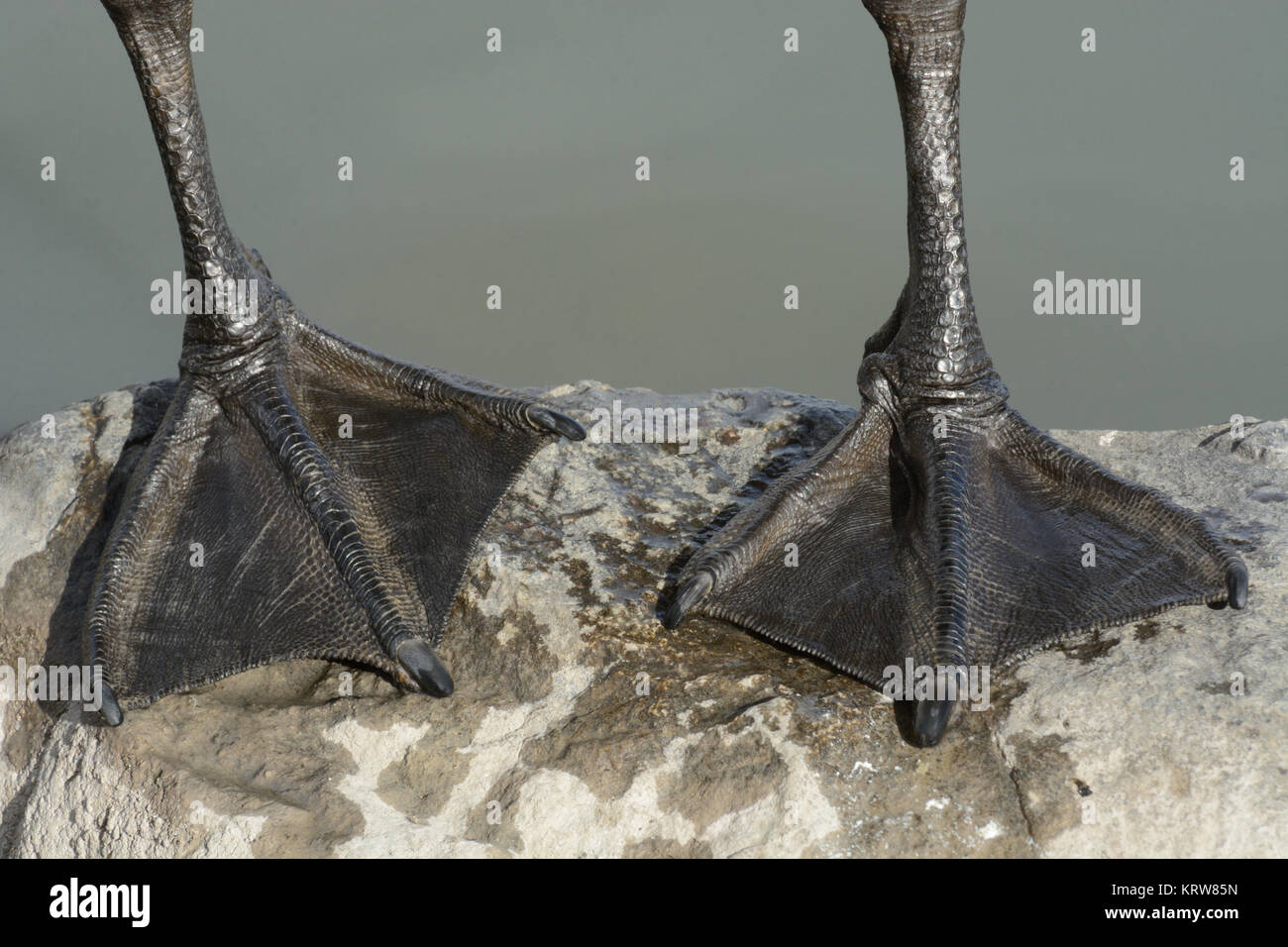 Canada goose foot closeup hi-res stock photography and images - Alamy