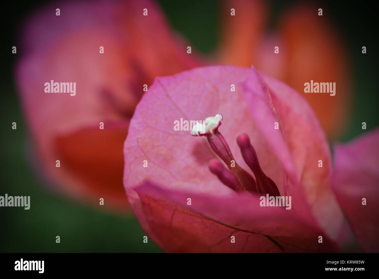 many-flowered miracle flower (mirabilis multiflora Stock Photo - Alamy