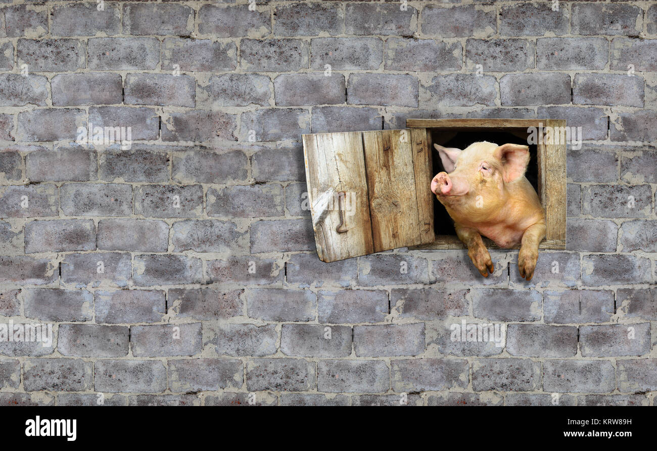 pig looks out from window of shed on the stony wall Stock Photo - Alamy