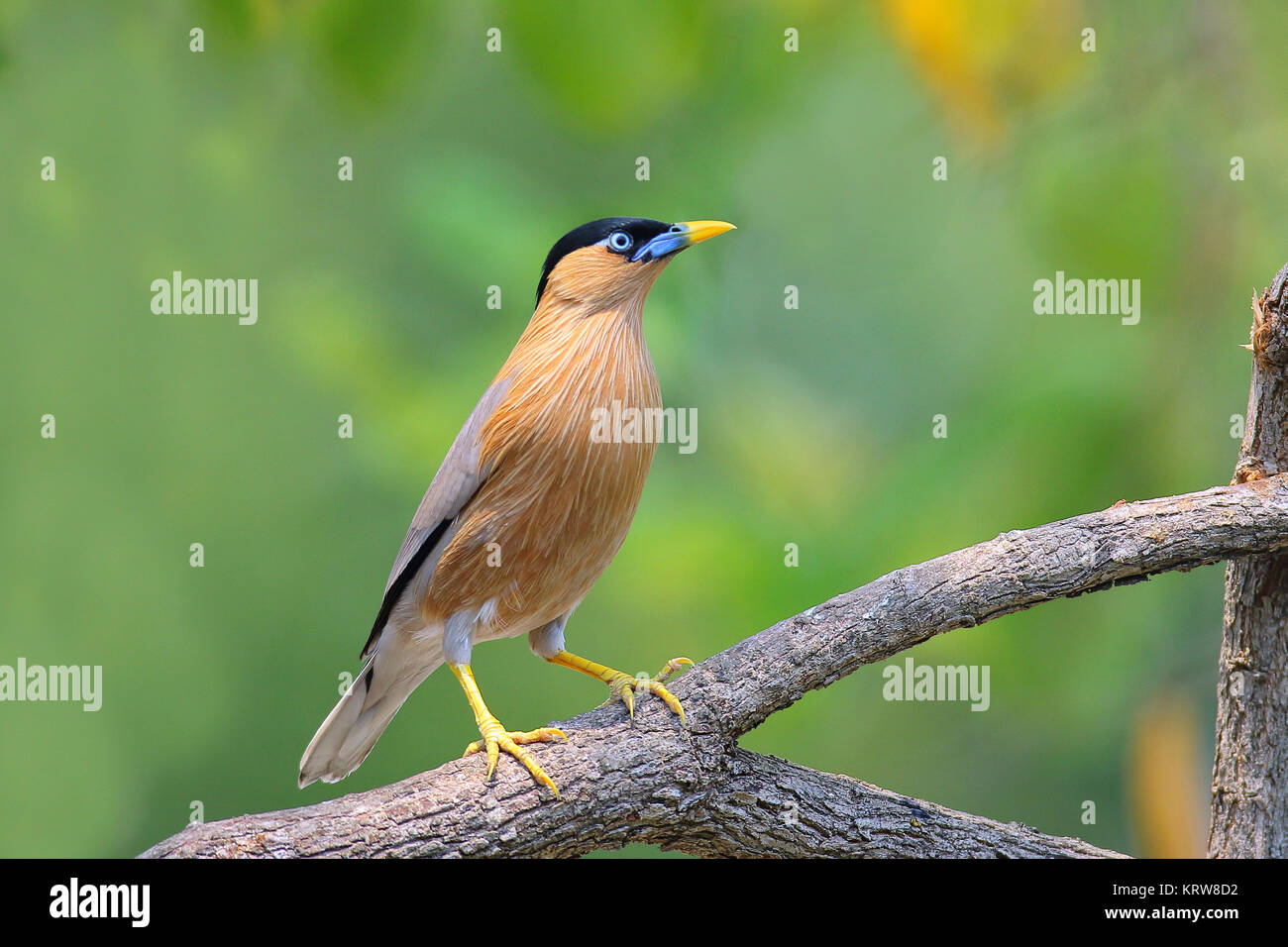 Brahminy Myna, Brahminy Mynah, Black-headed Myna, Black-headed Starling ...
