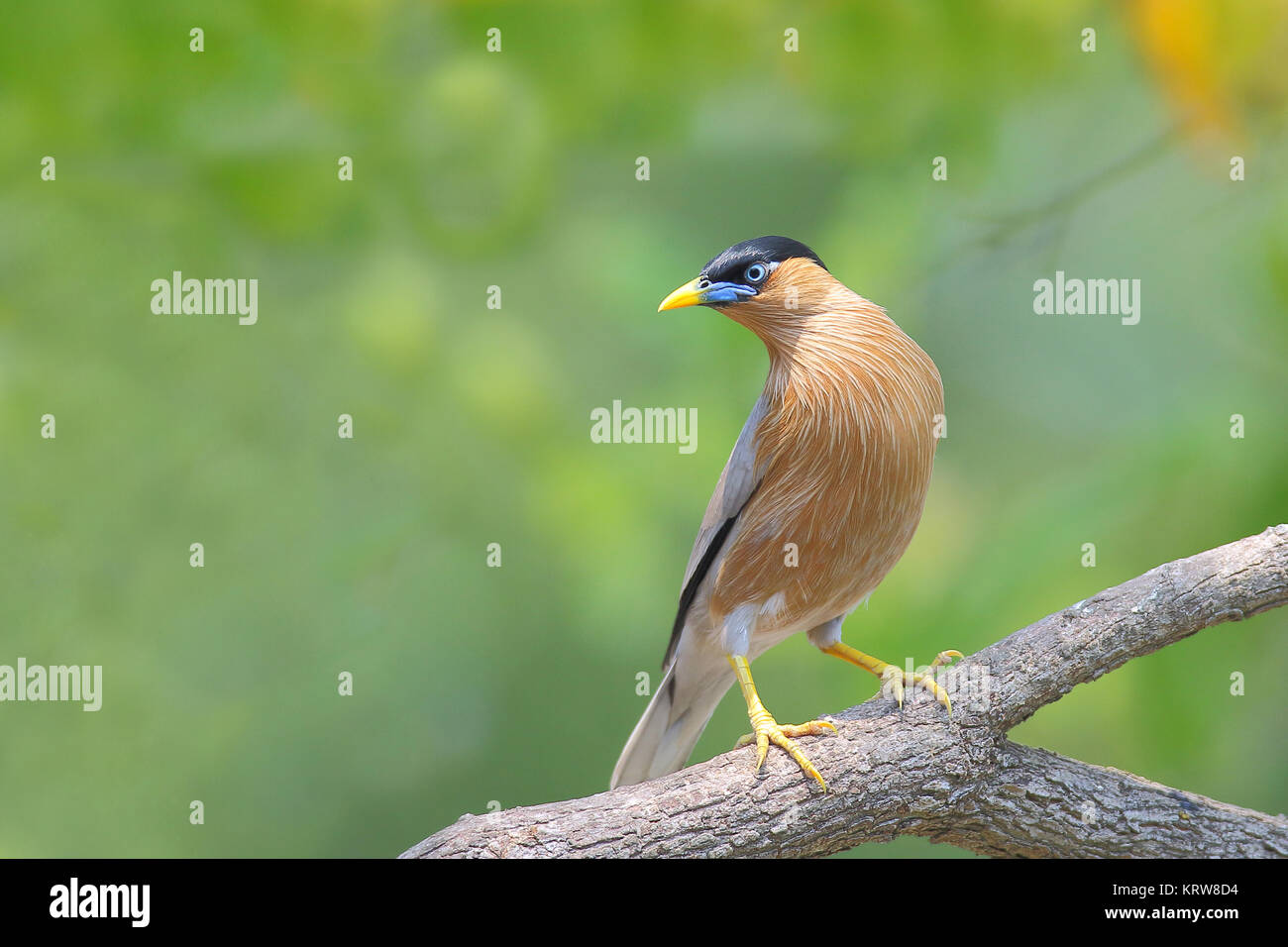 Brahminy mynah bird hi-res stock photography and images - Alamy