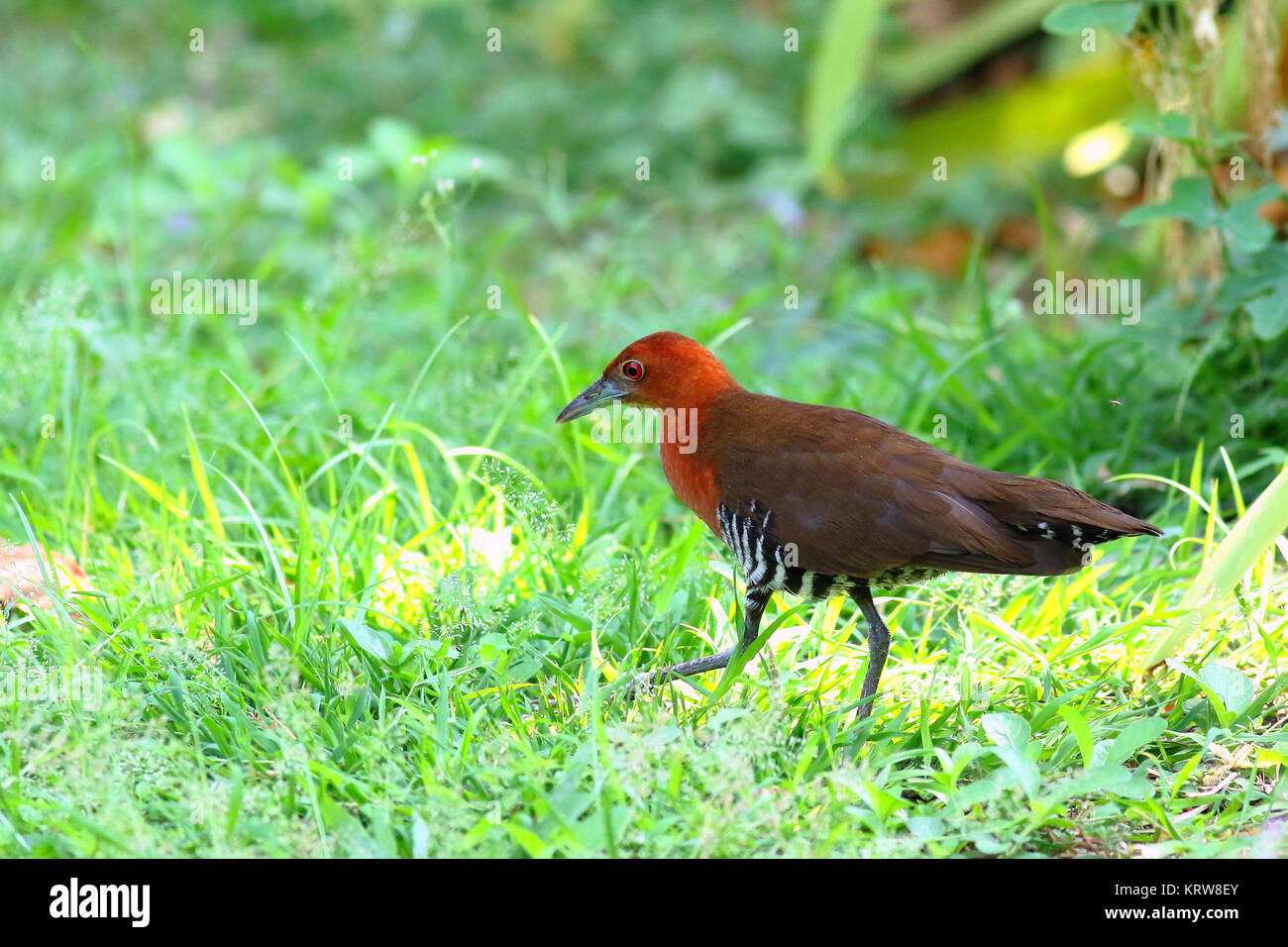 Rallina eurizonoides hi-res stock photography and images - Alamy