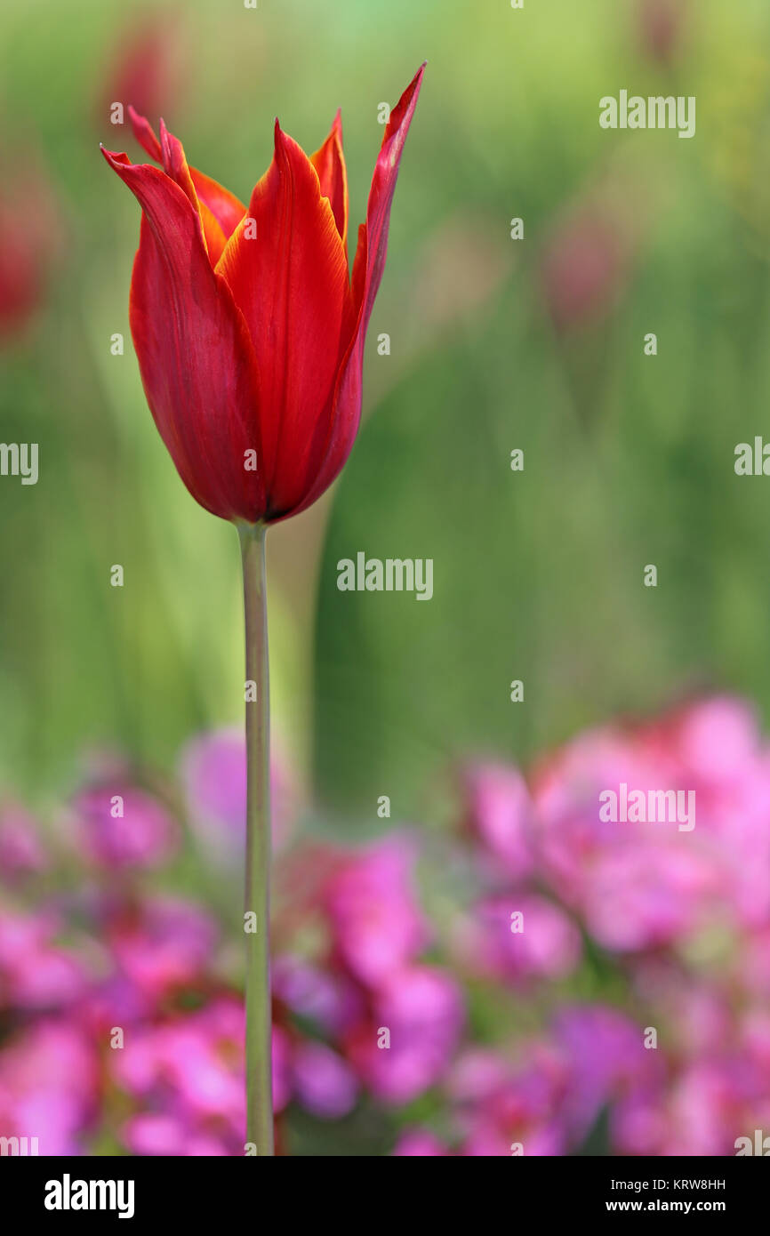 Queen of sheba flower hi-res stock photography and images - Alamy