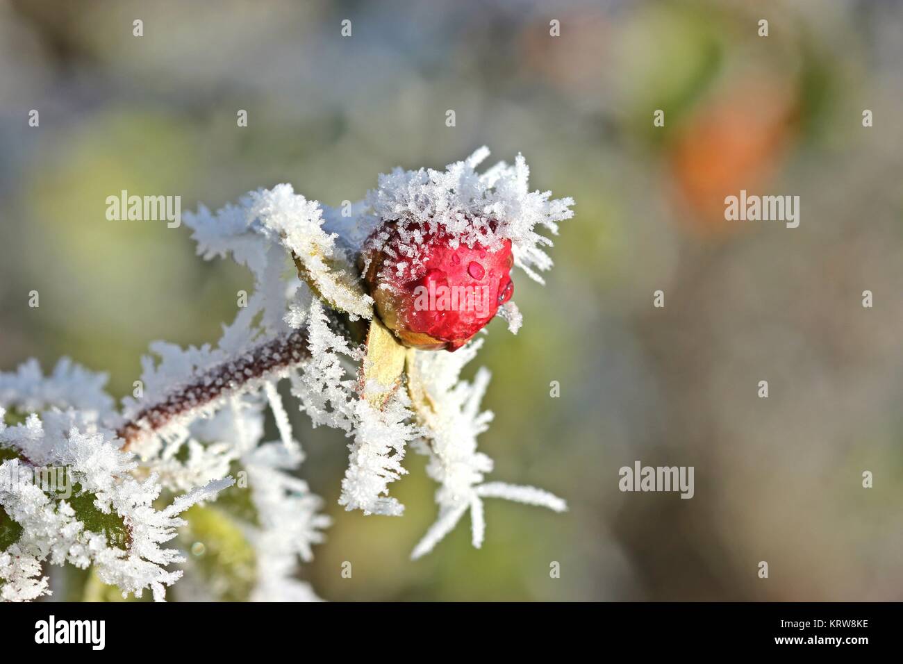 red rose bud with hoarfrost Stock Photo - Alamy