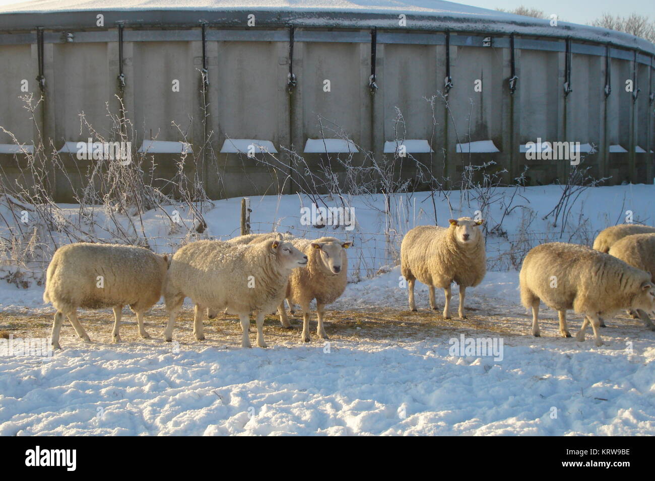 Sheep in the snow Stock Photo - Alamy