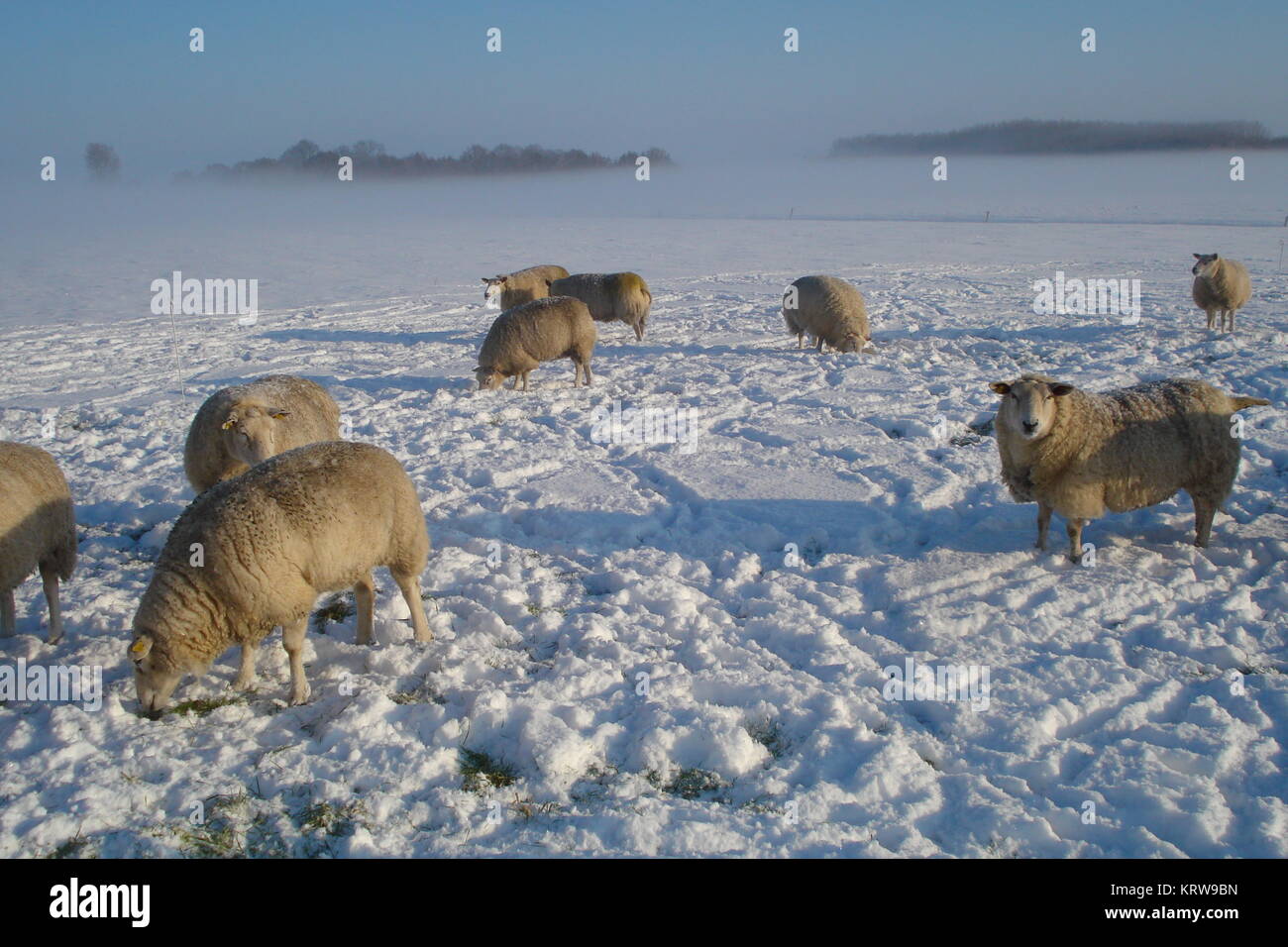 Sheep in the snow Stock Photo - Alamy