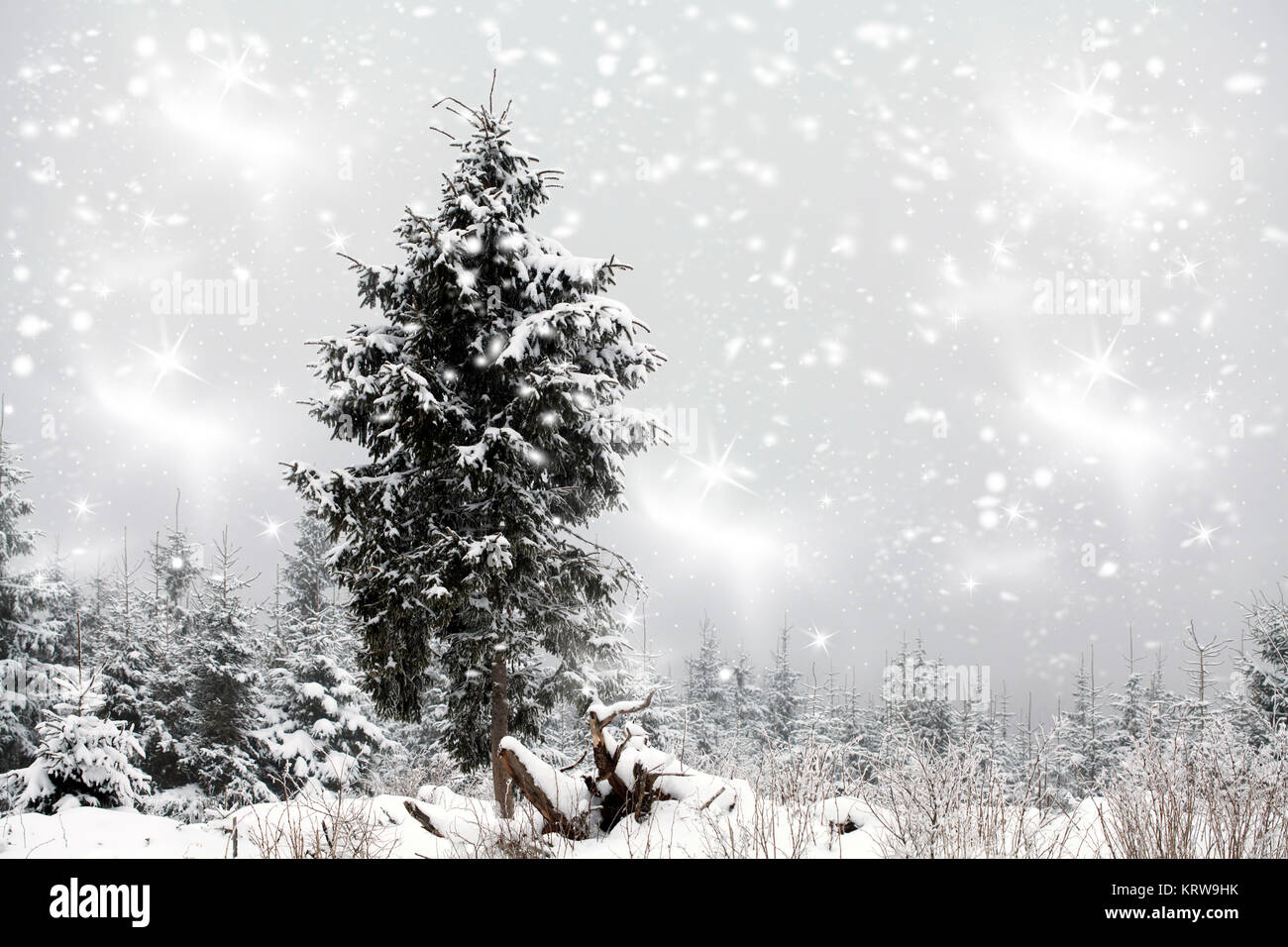 Winter landscape with snowy fir trees Stock Photo - Alamy