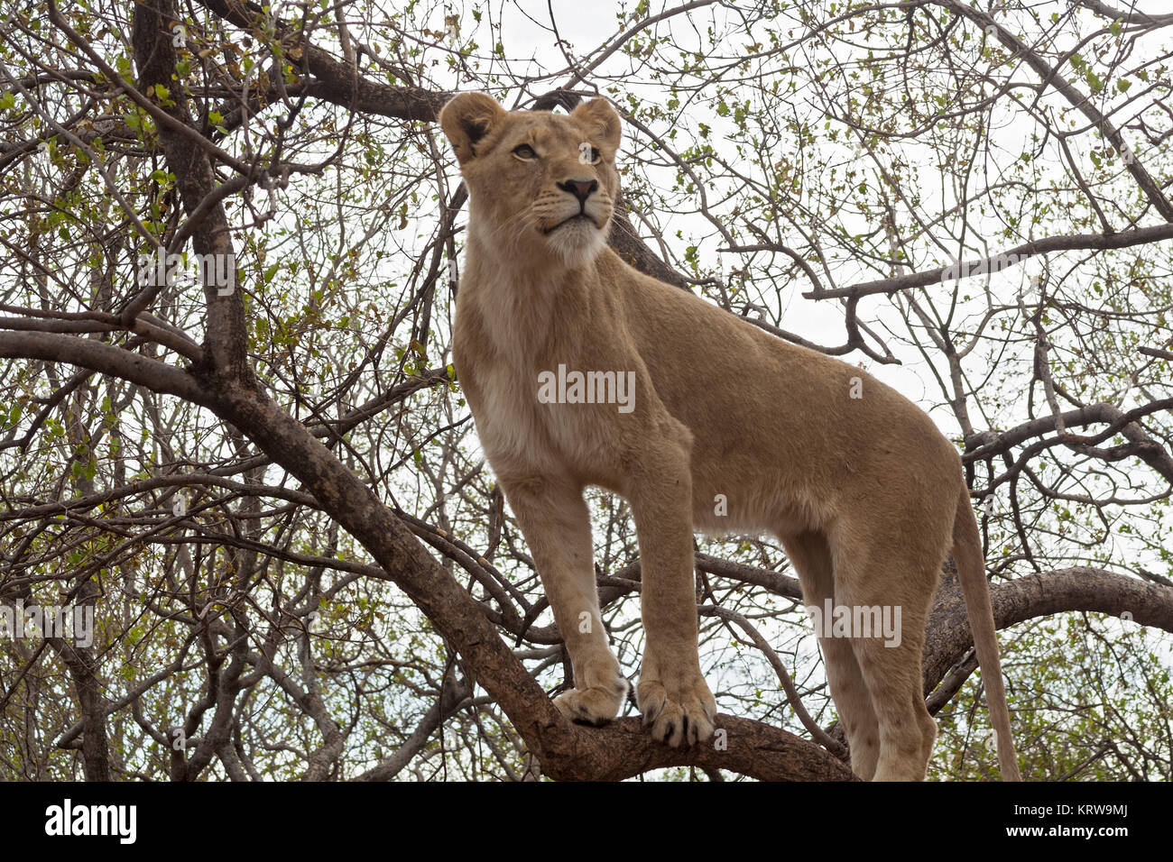 Young lion on a tree, South Africa Stock Photo - Alamy