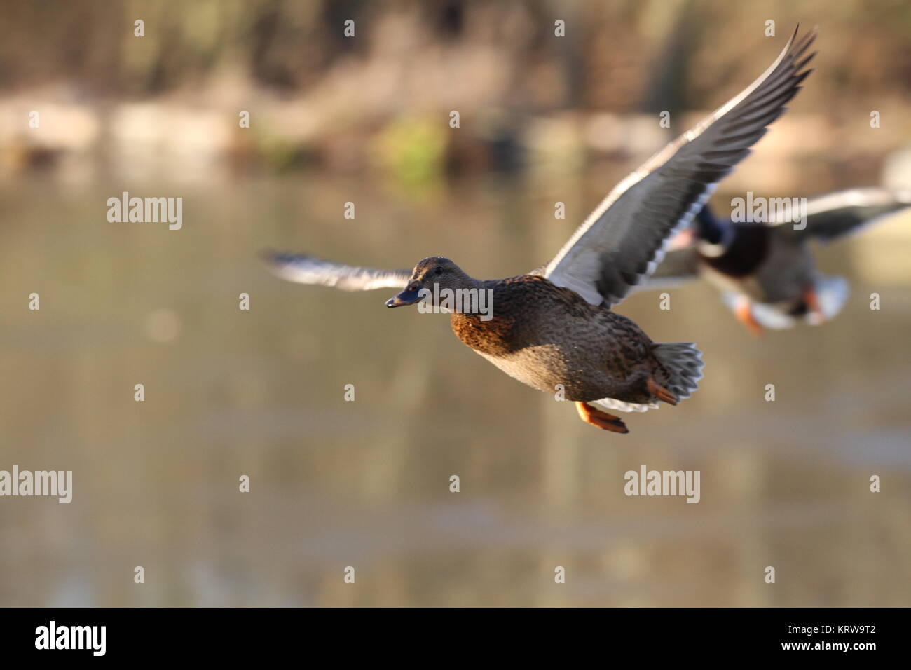 Mallard in nature hi-res stock photography and images - Alamy