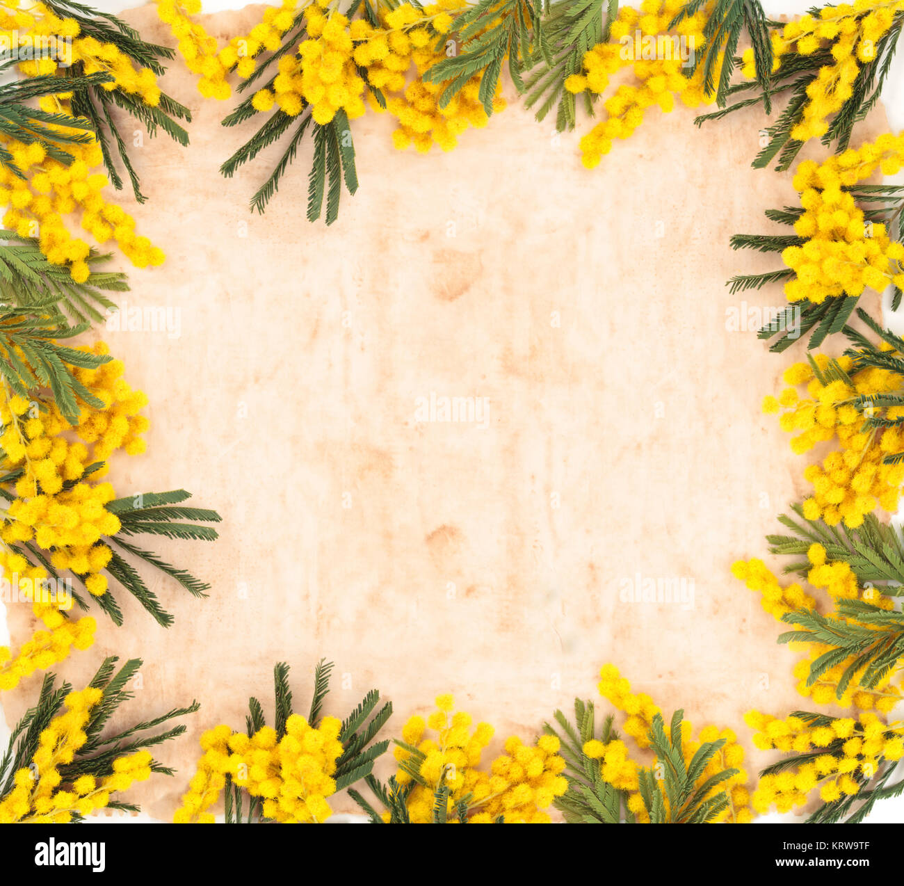 Border of mimosa flowers Stock Photo - Alamy