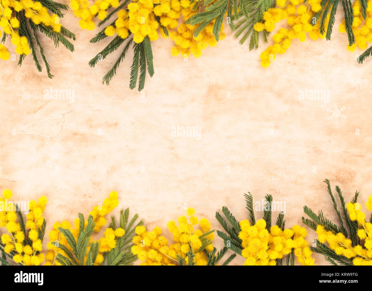 Border of mimosa flowers Stock Photo - Alamy