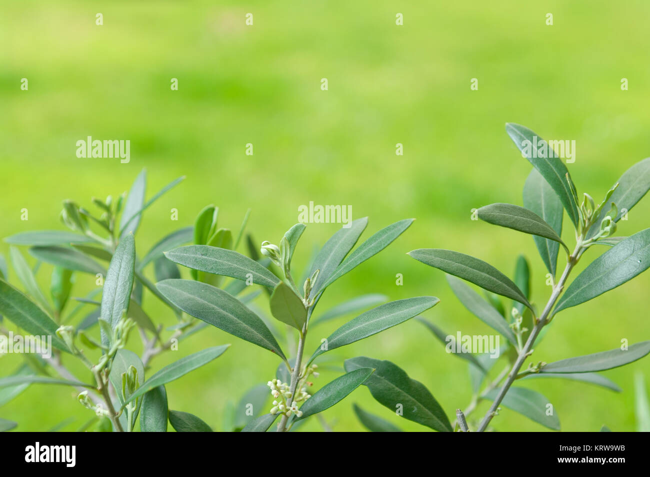 Olive tree oleaceae leaves with green background Stock Photo - Alamy