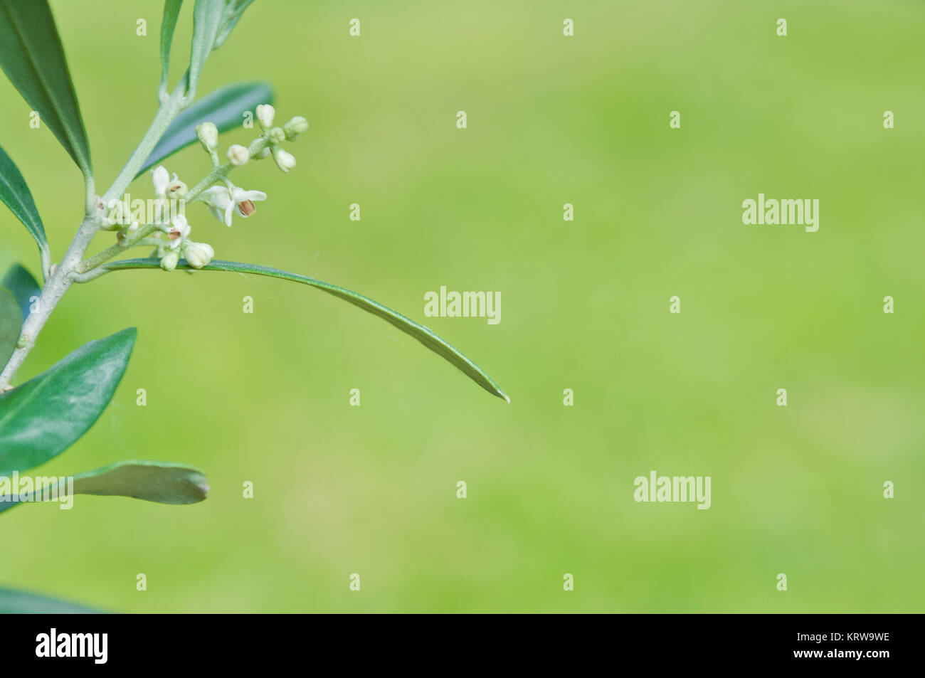 Olive tree oleaceae leaves with green background Stock Photo - Alamy