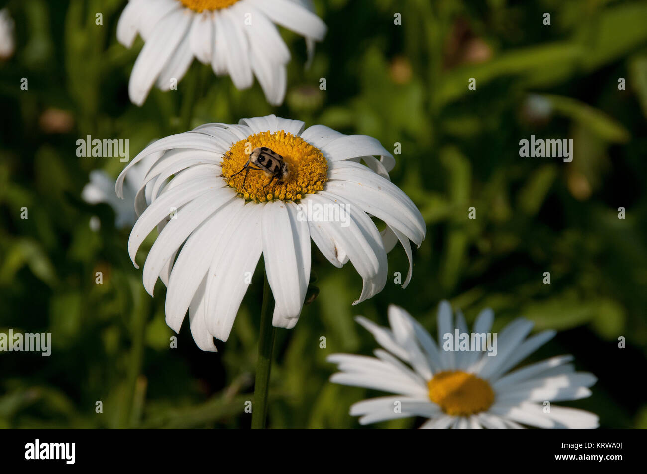 flowers with insect Stock Photo - Alamy